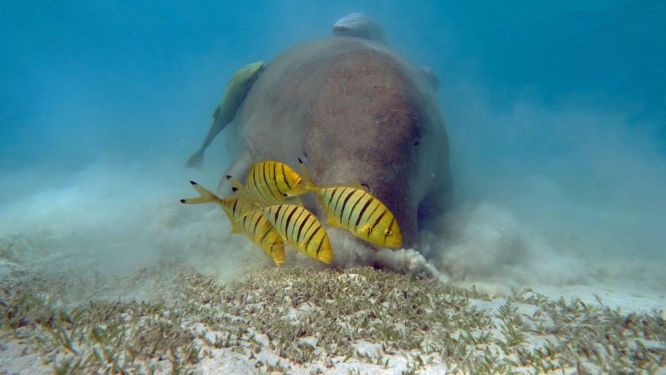Full Day Dolphin House Satayeh Reef Snorkeling Sea Trip With Transfer ...